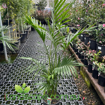 iLandscape.com.au - Plant management – iLandscape