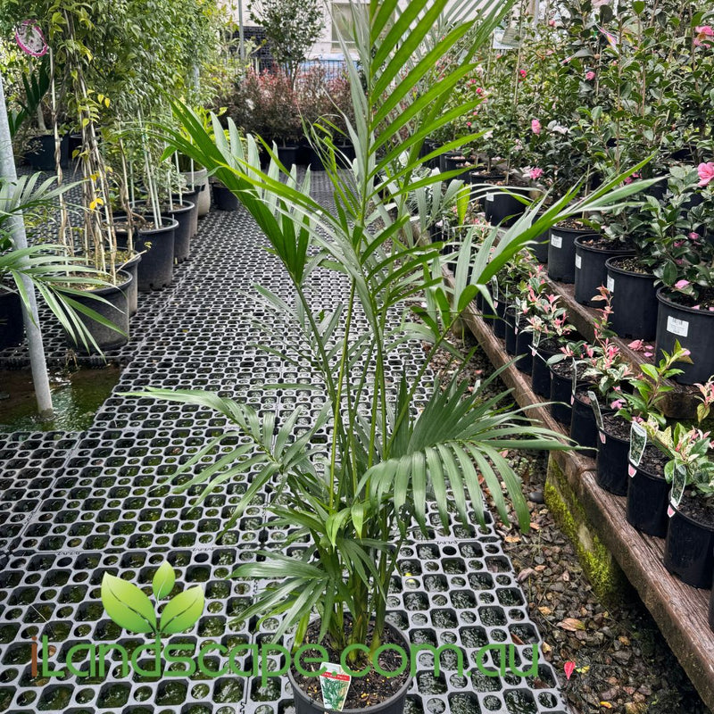iLandscape.com.au - Plant management – iLandscape