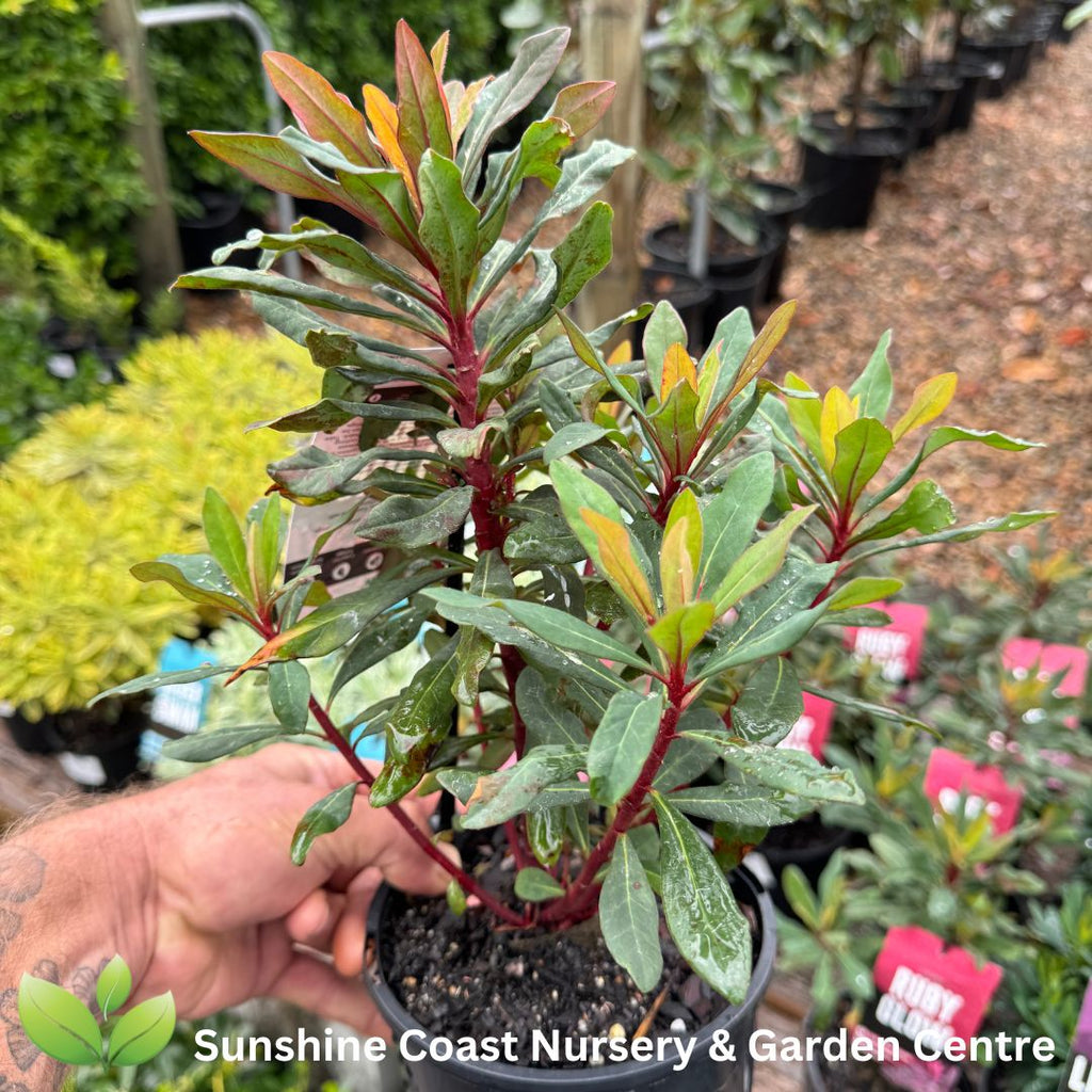 Euphorbia ruby glow – iLandscape