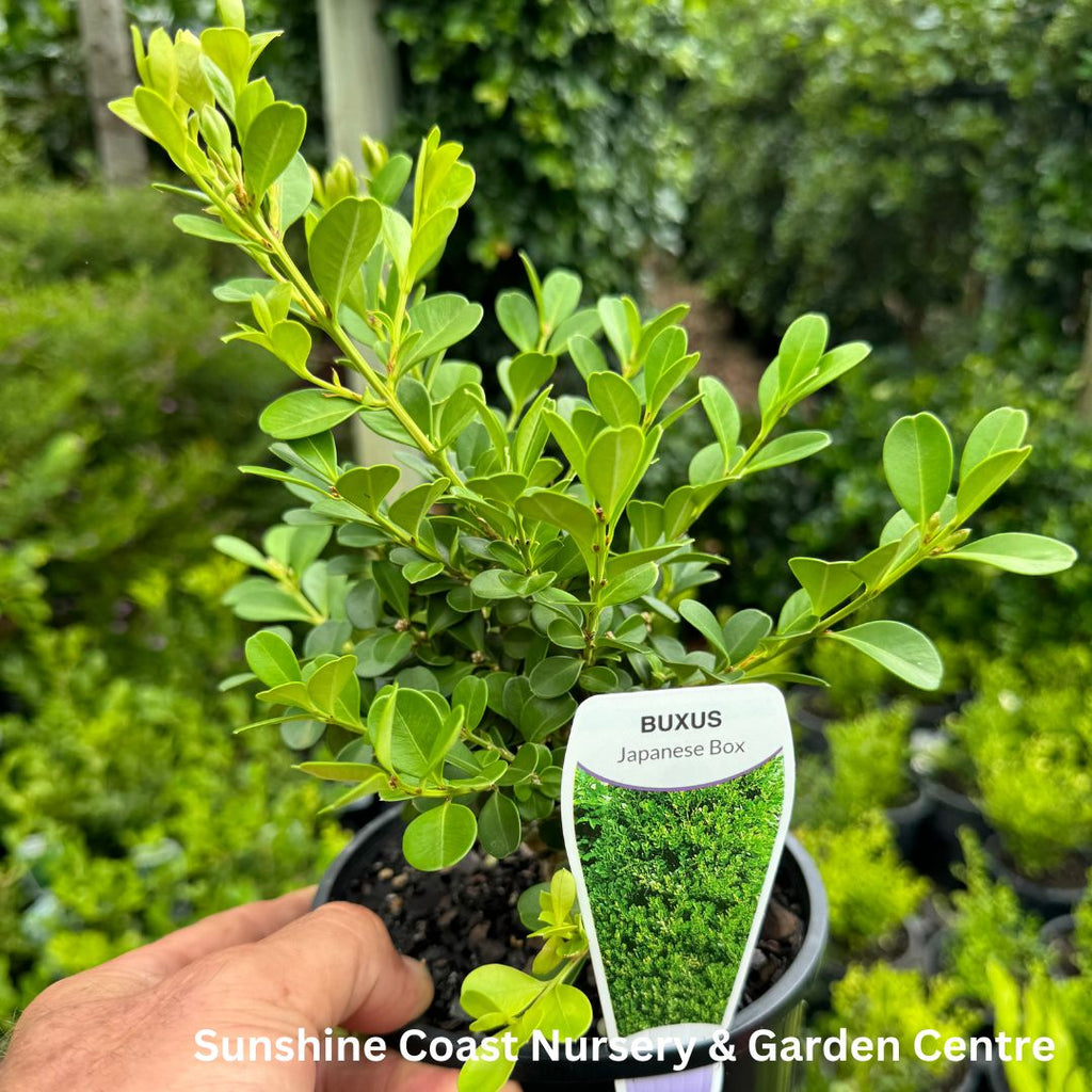 Buxus microphylla japonica Japanese Box – iLandscape