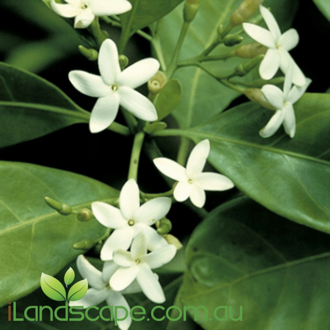 iLandscape.com.au - Plant management – iLandscape